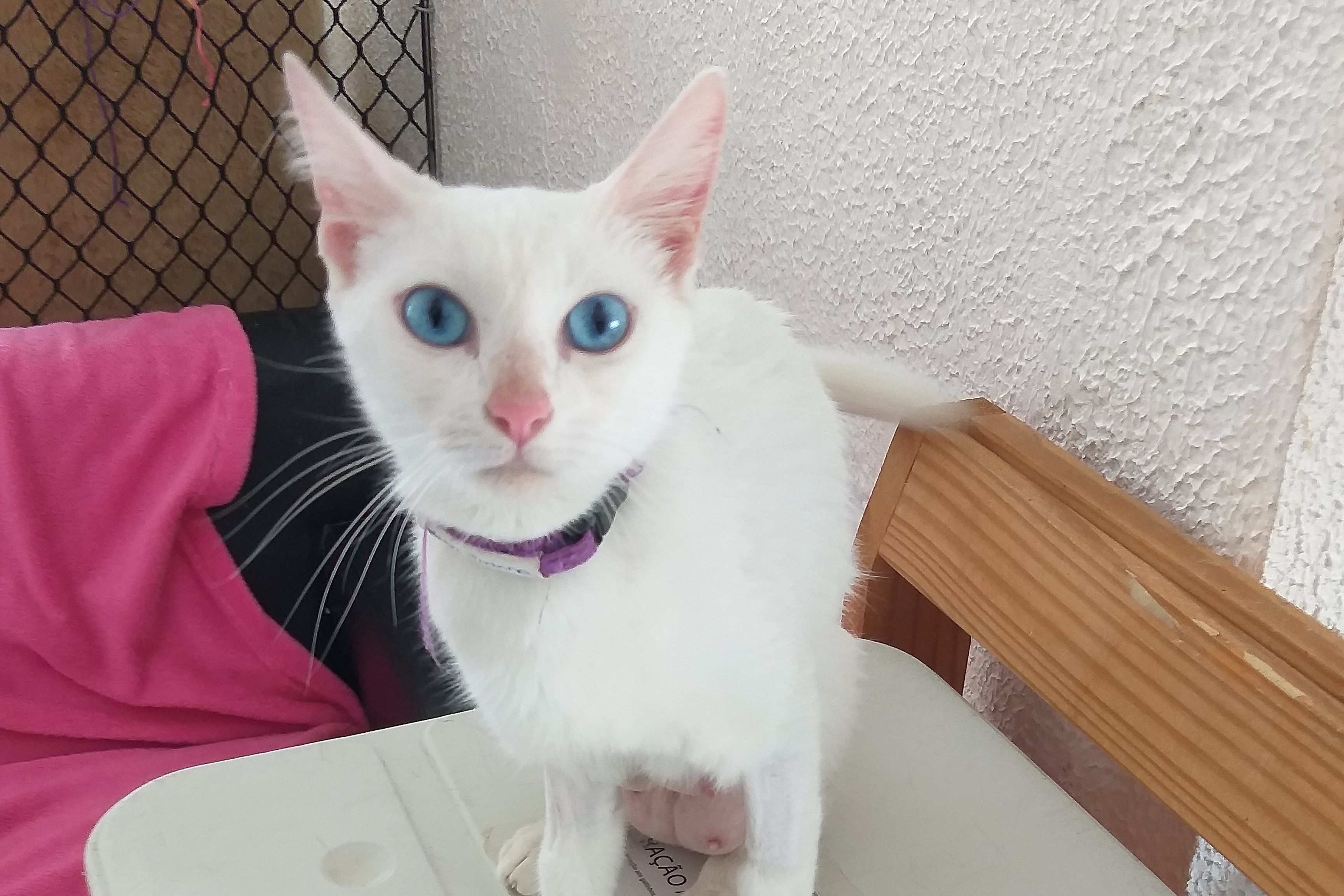 Catland Adoção de gatinhos