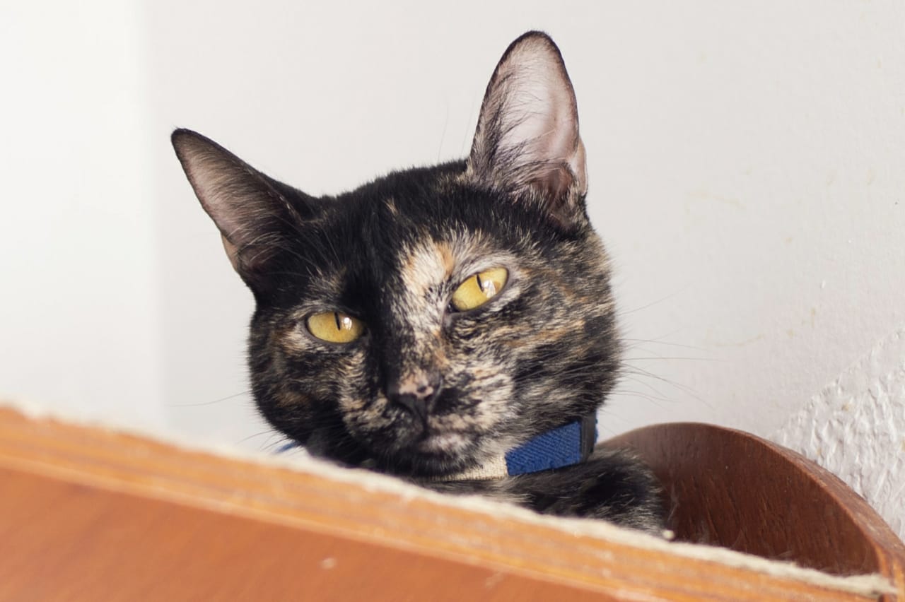 Catland - Adoção de gatinhos