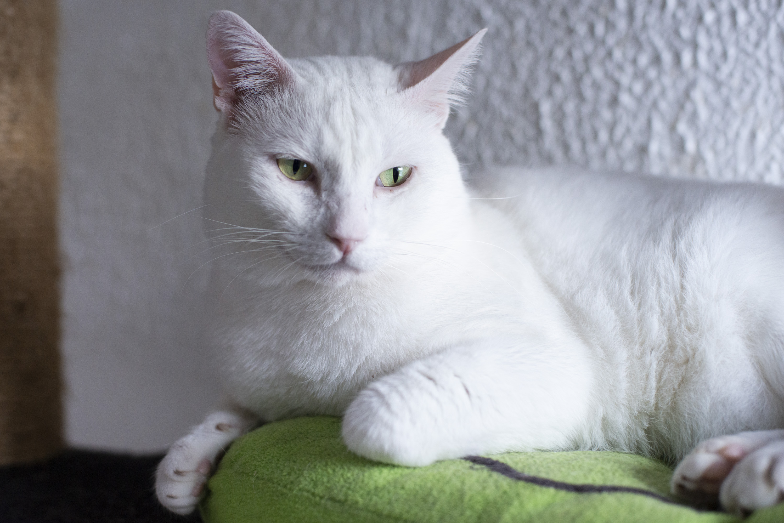 Catland - Adoção de gatinhos