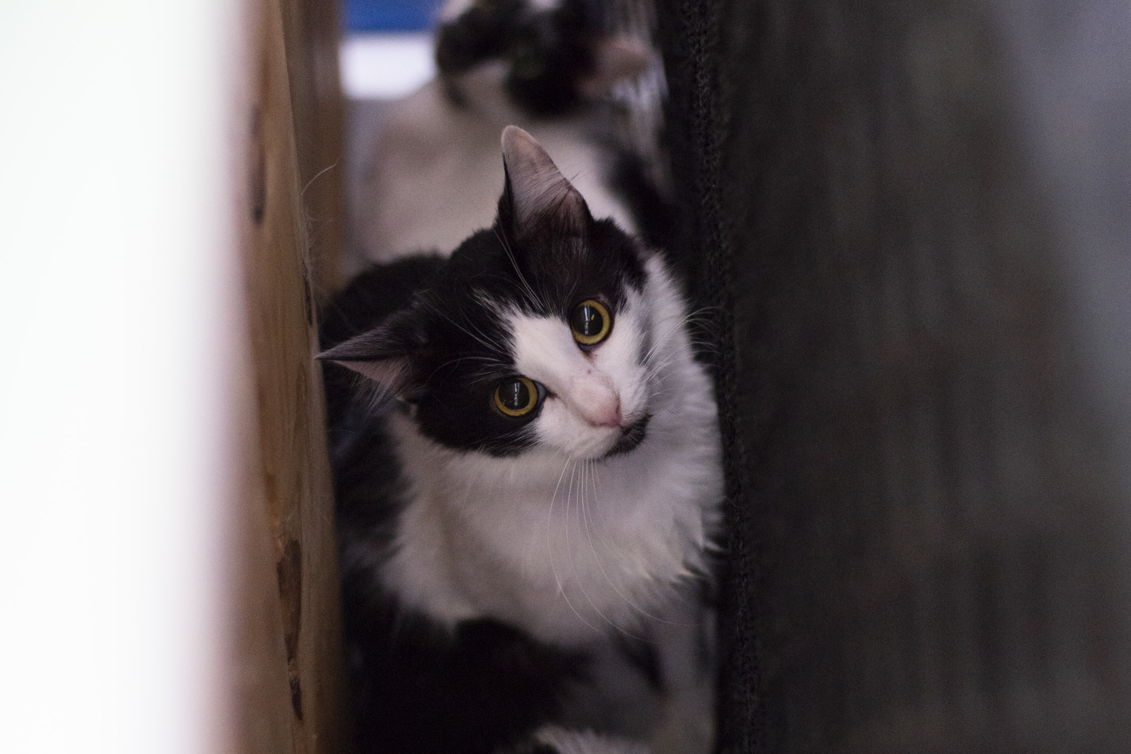 Catland - Adoção de gatinhos