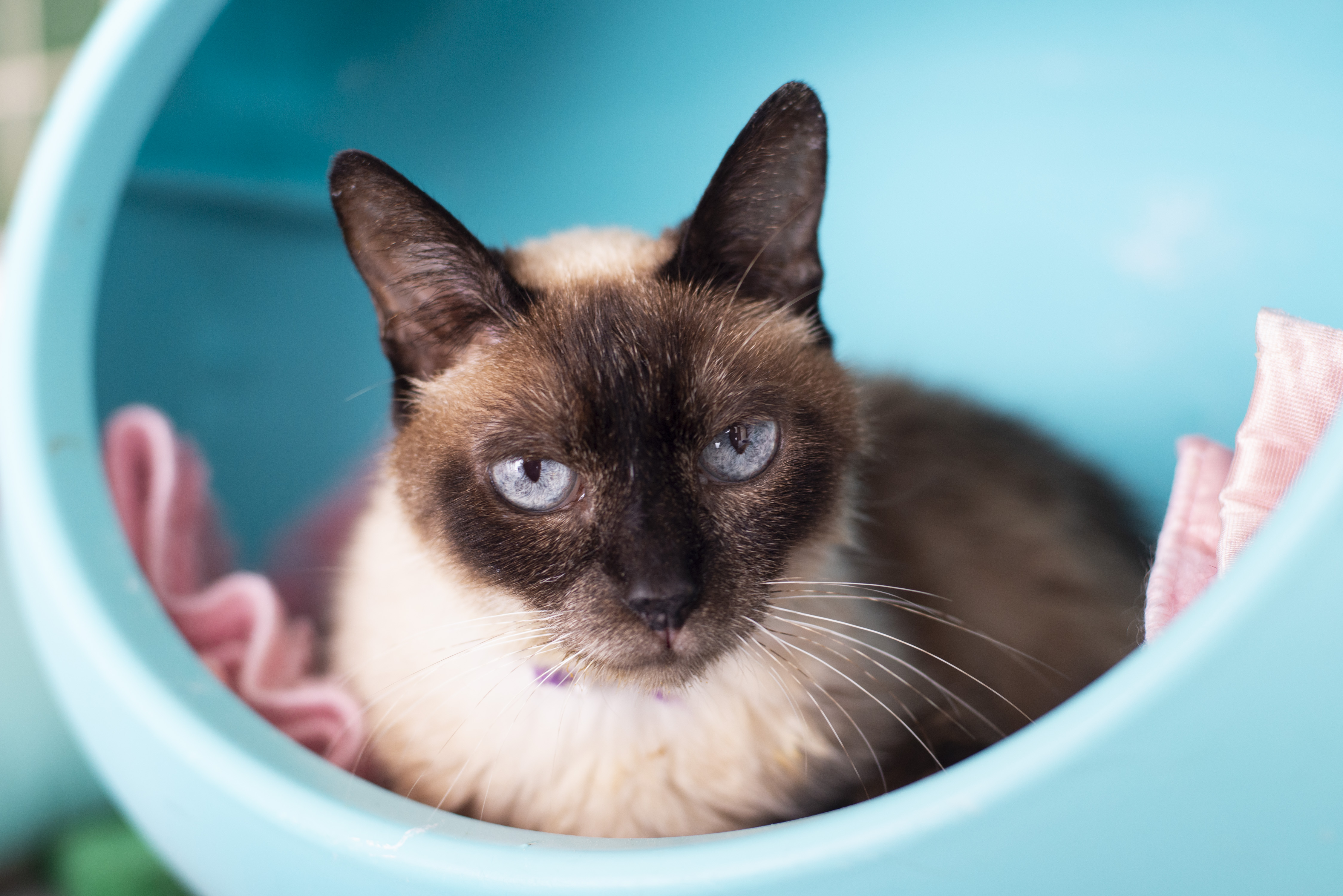 Catland - Adoção de gatinhos