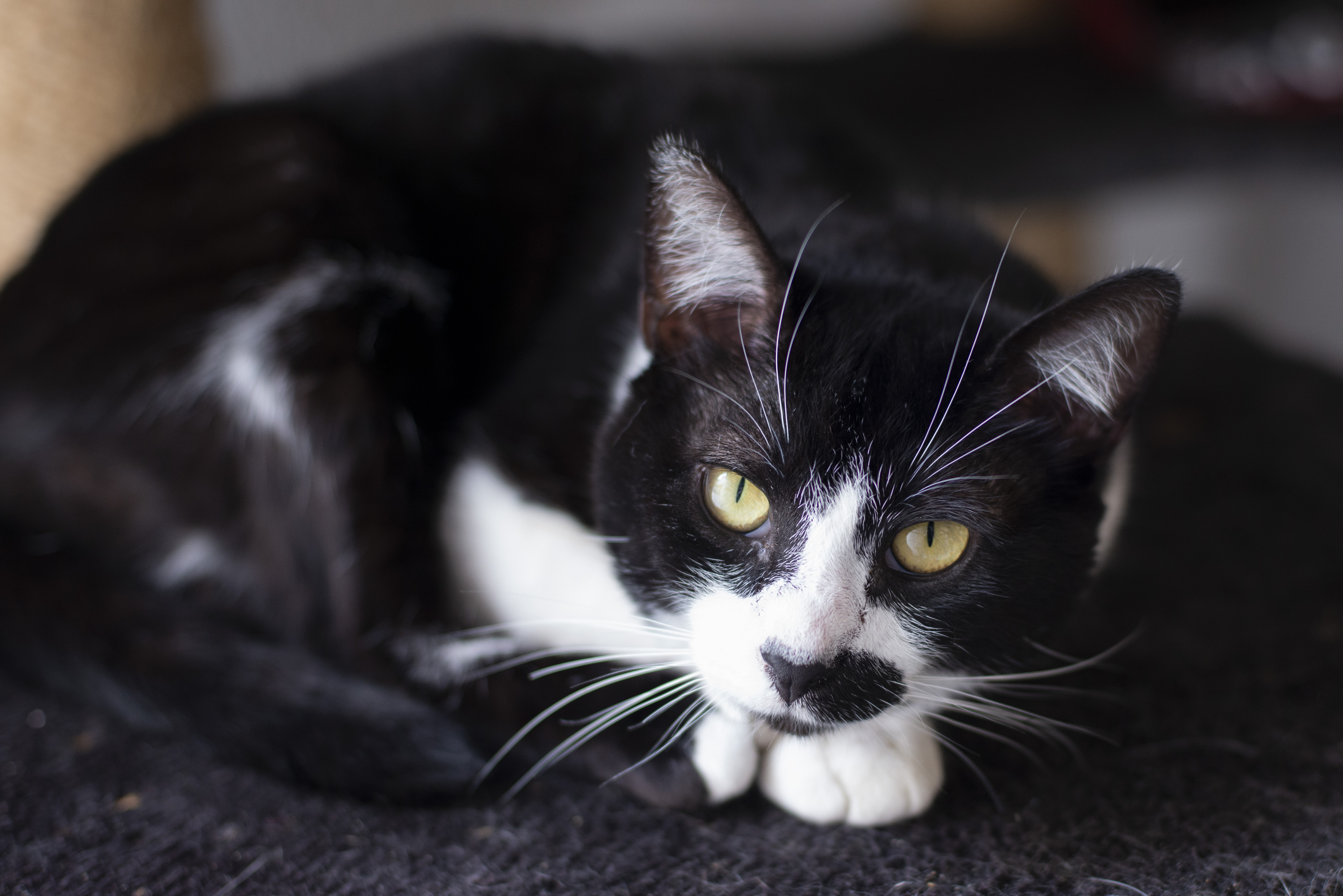 Catland - Adoção de gatinhos